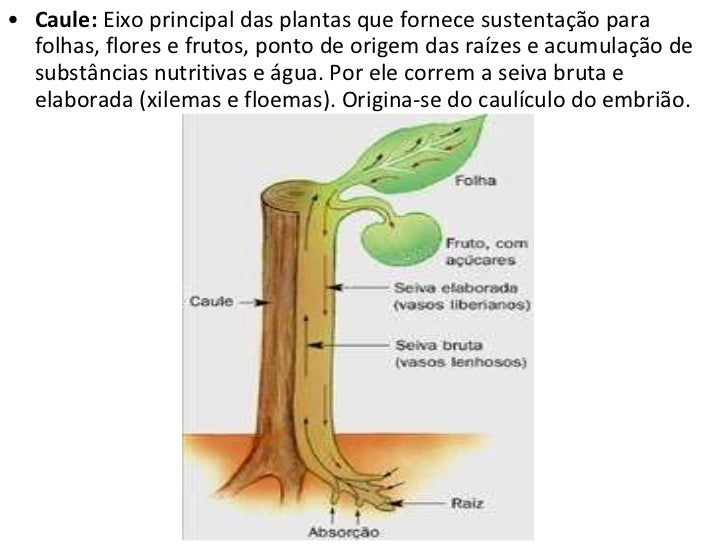 Grafico De Caule Duplo E Folha