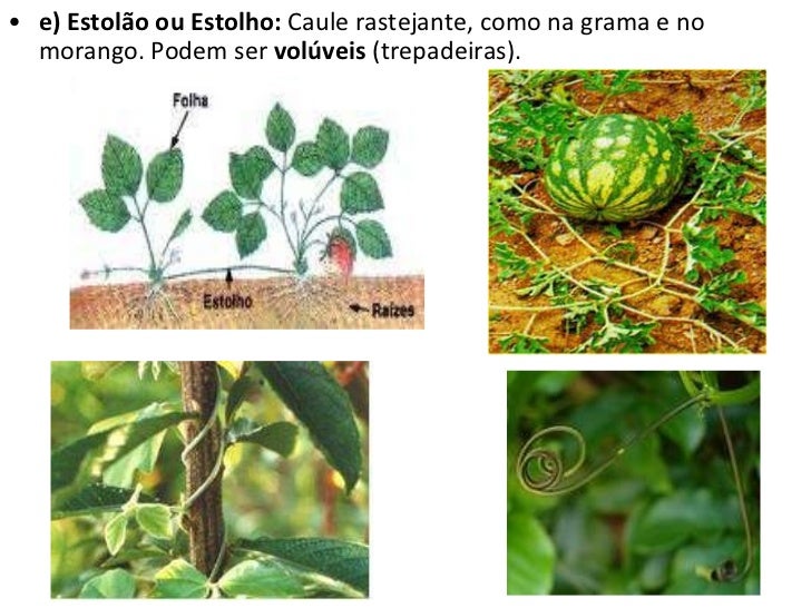 Morfologia vegetal, semente raiz caule e folha