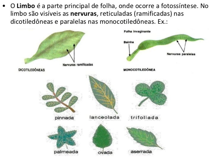 Morfologia vegetal, semente raiz caule e folha