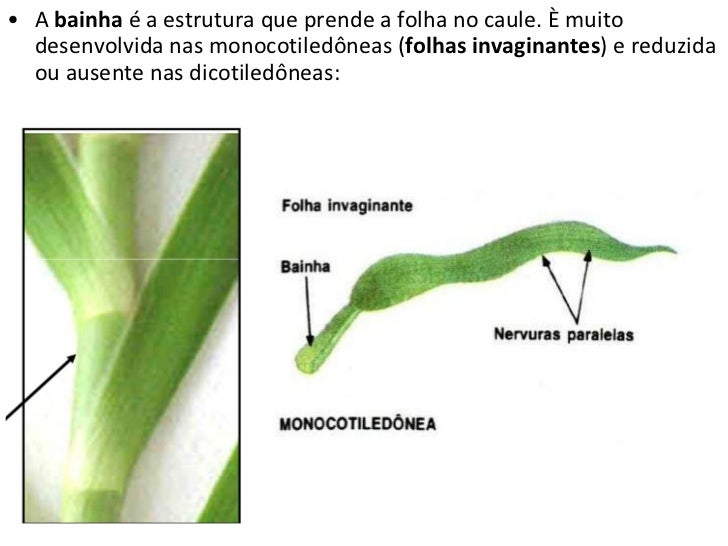 Morfologia vegetal, semente raiz caule e folha