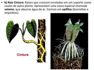 Morfologiavegetalsementeraizcauleefolha 111108063906-phpapp01 | PPT