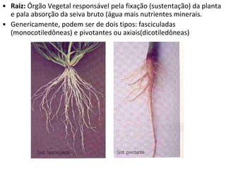 Morfologia vegetal, semente raiz caule e folha | PPT