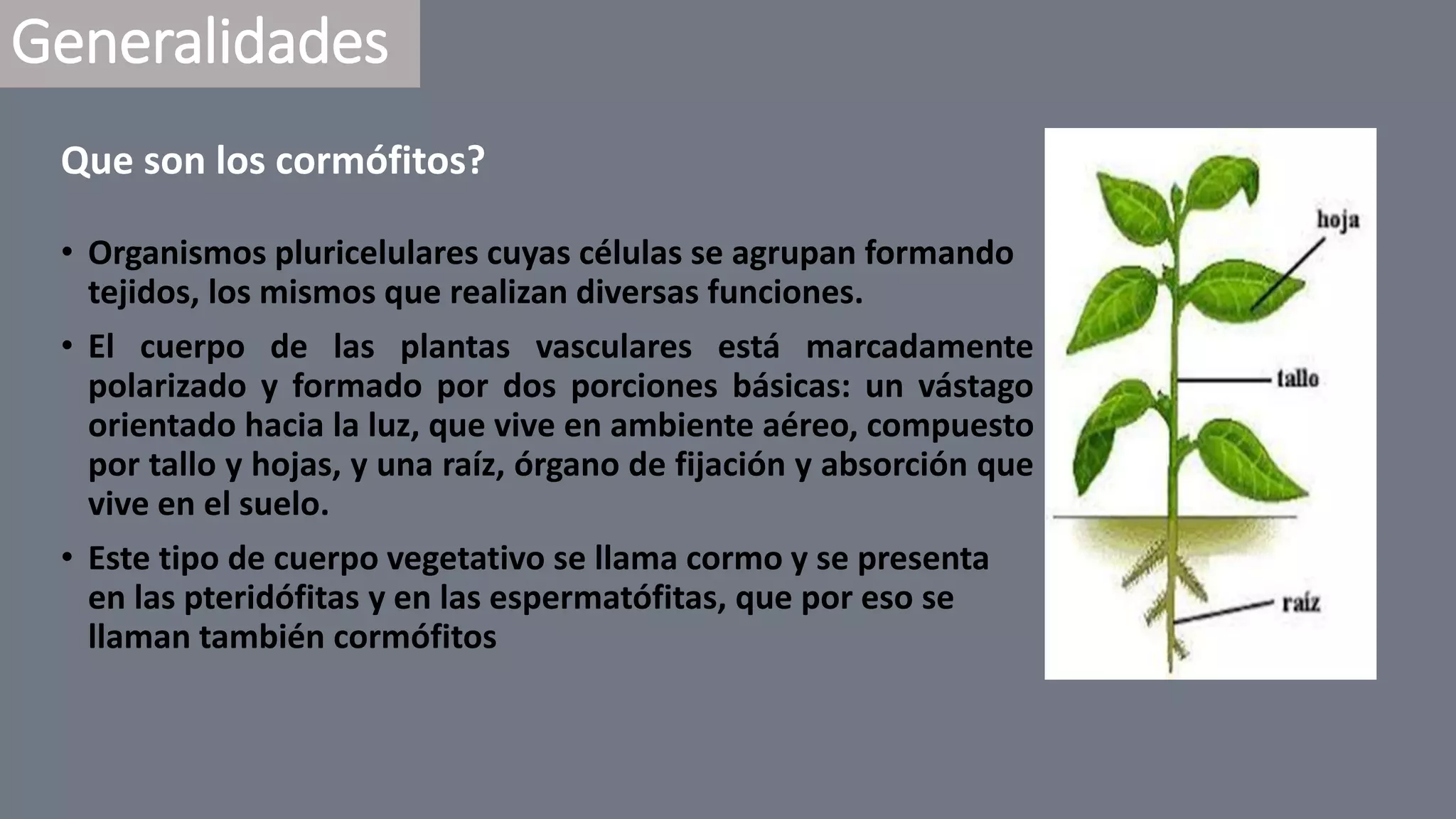 MORFOLOGIA Y ANATOMIA DE LOS CORMOFITOS.pptx