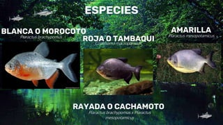 Morfologia y descripcion de las especies amazonicas.pptx