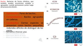 Morfología y estructura.pptx