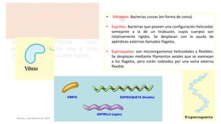 Morfología y estructura.pptx