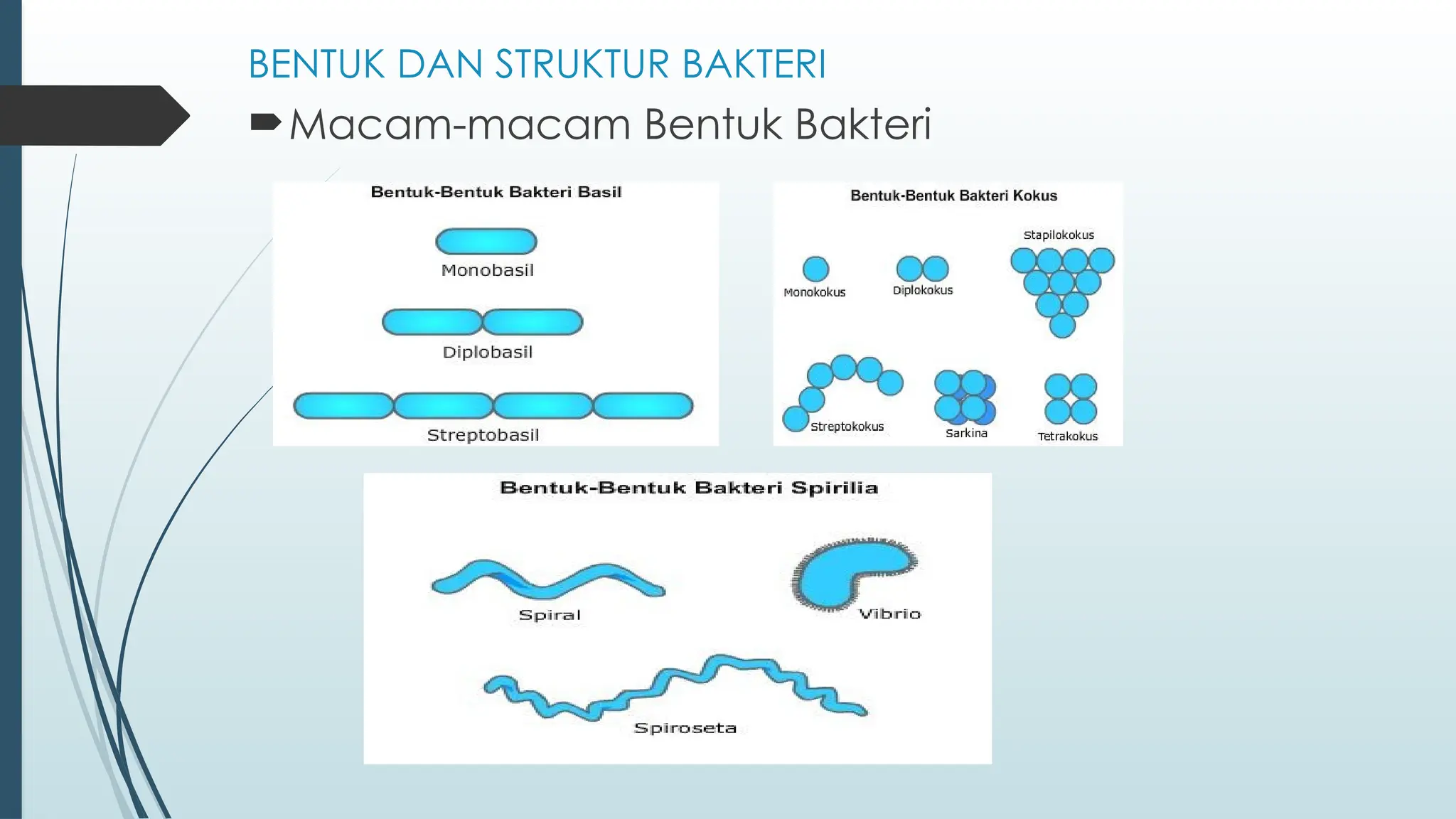 Identifikasi Bakteri Berdasarkan Morfologi Bakteri.pptx