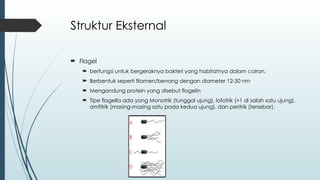 Identifikasi Bakteri Berdasarkan Morfologi Bakteri.pptx