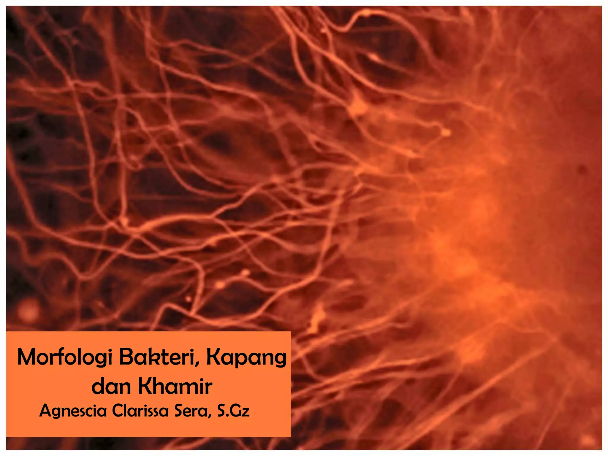 Morfologi bakteri, kapang dan khamir | PDF