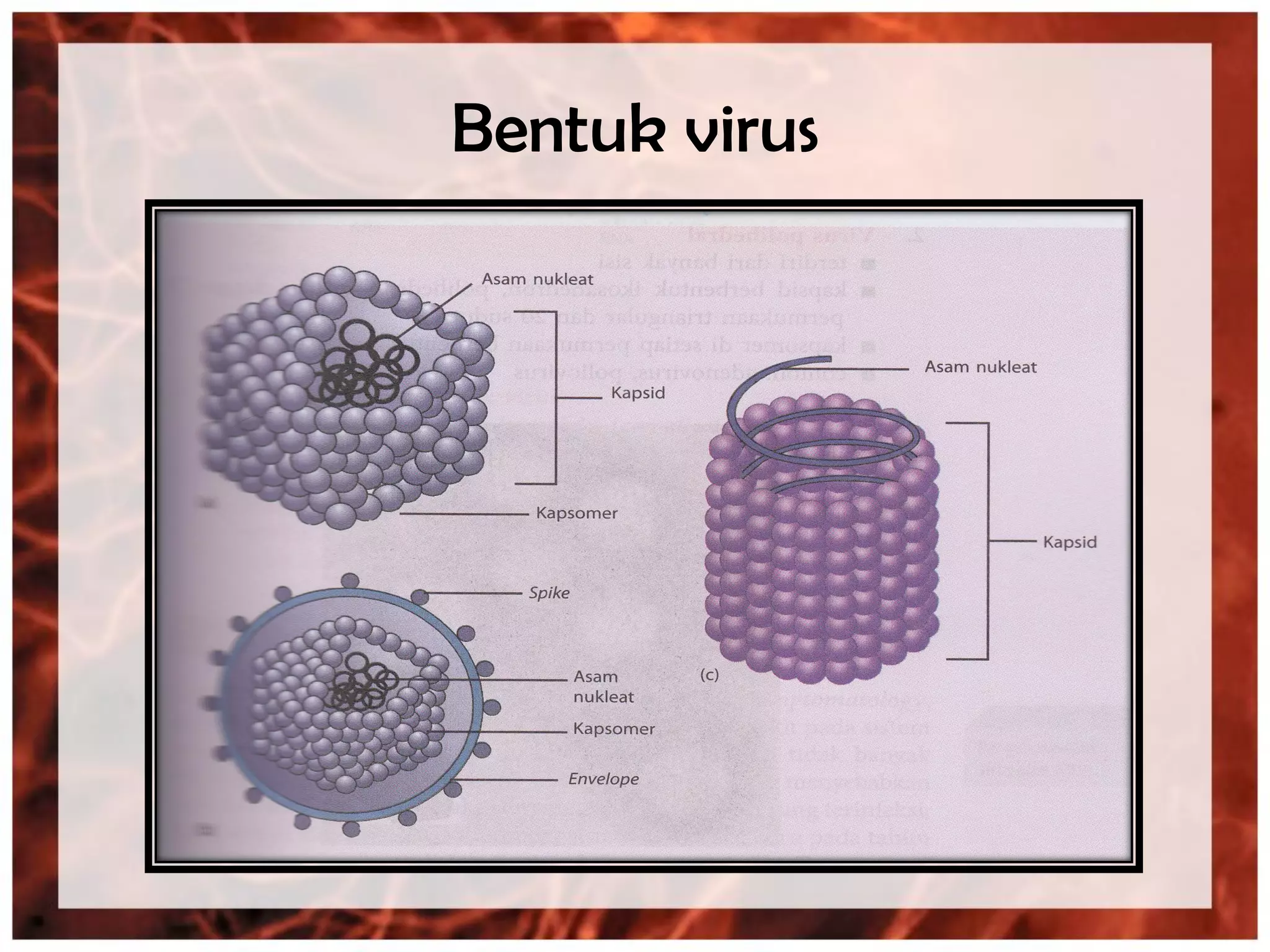 Morfologi bakteri, kapang dan khamir | PDF