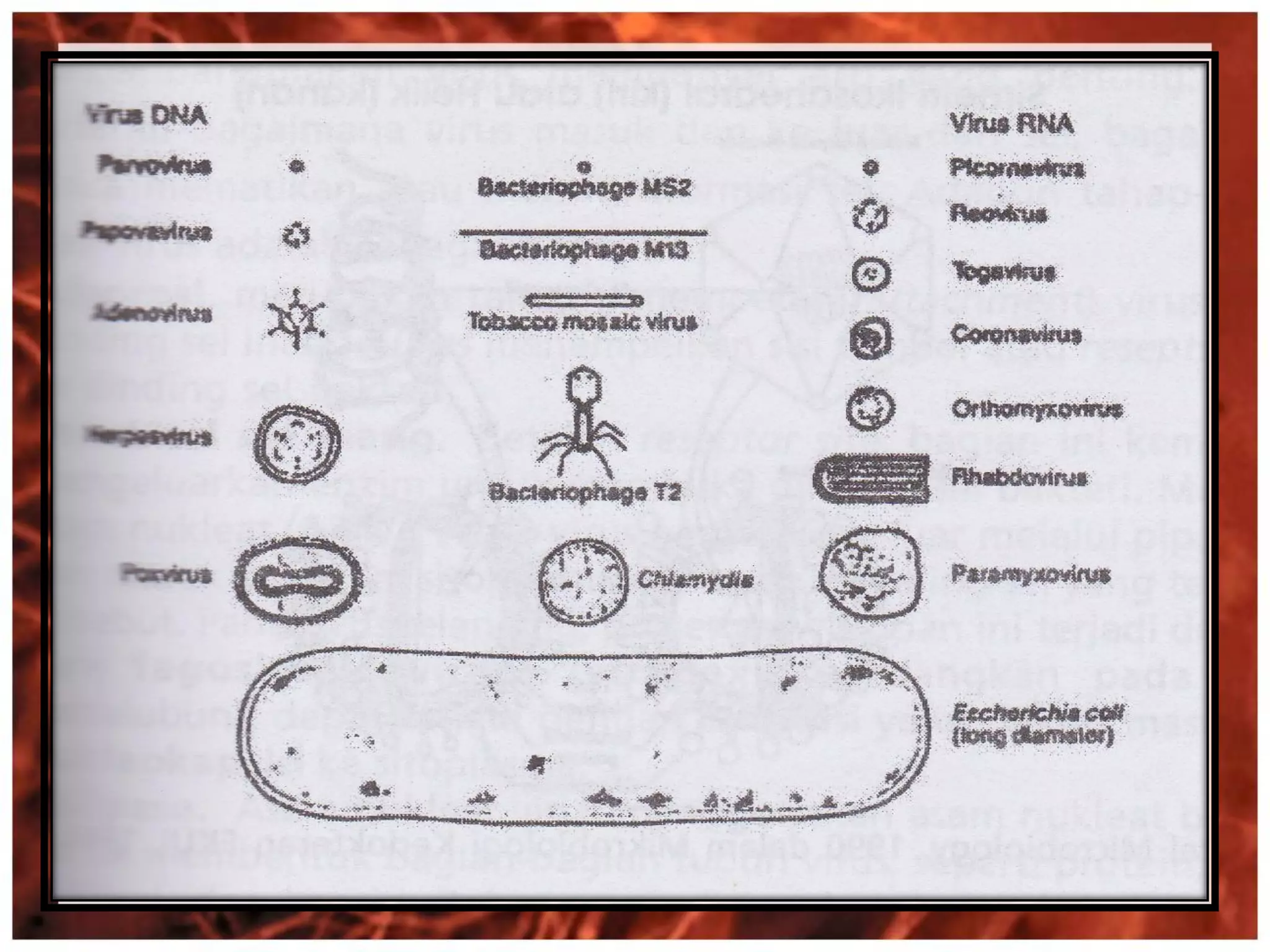 Morfologi bakteri, kapang dan khamir | PDF