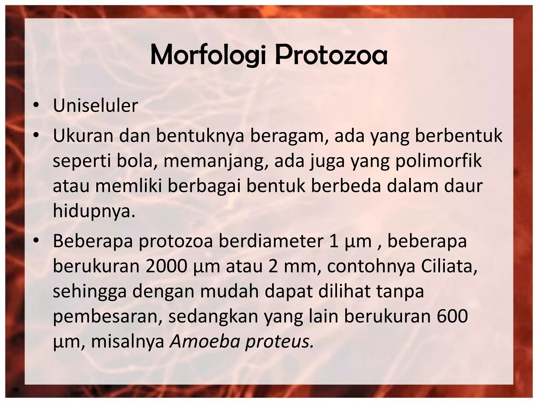 Morfologi bakteri, kapang dan khamir | PDF