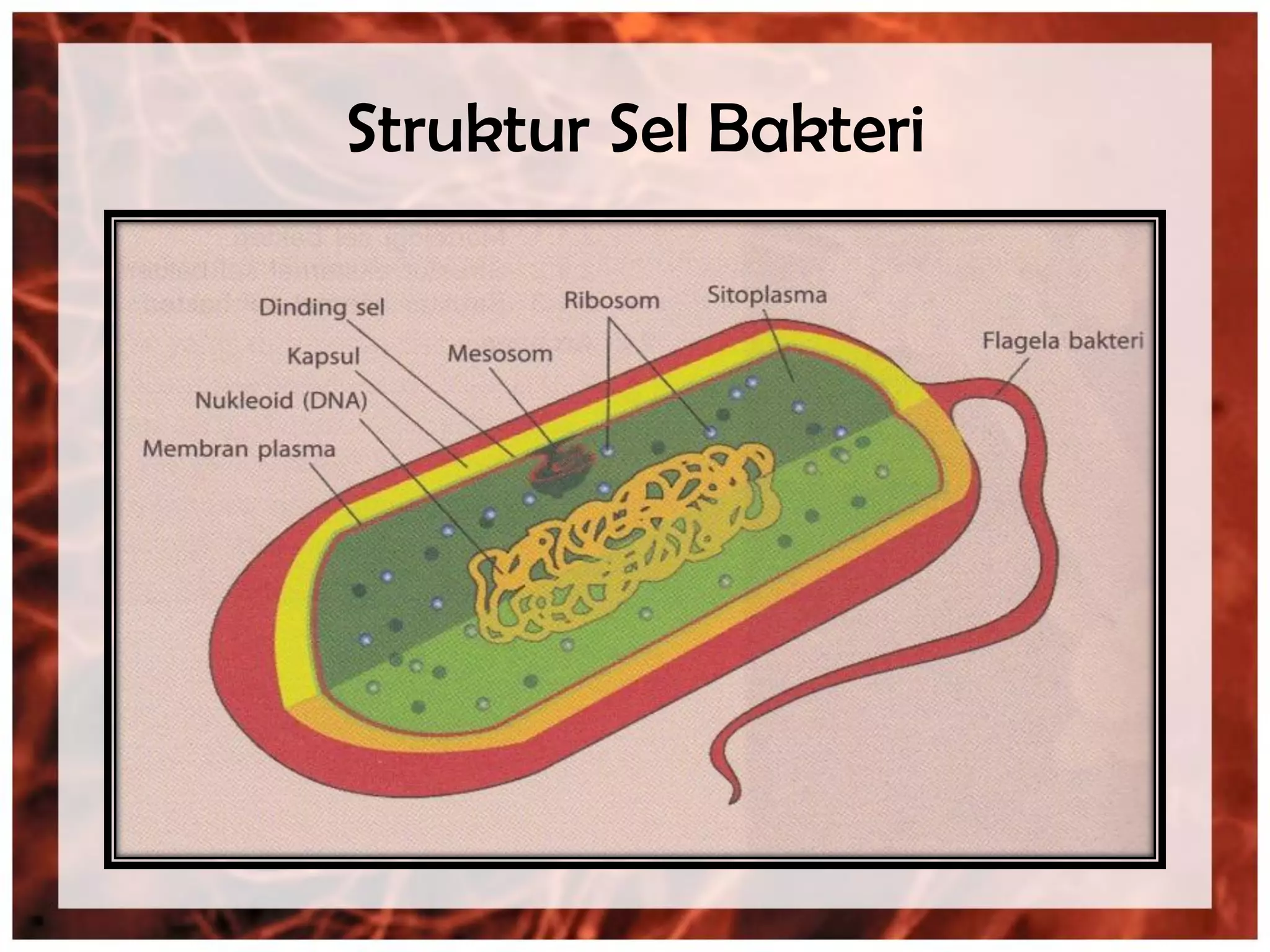 Morfologi bakteri, kapang dan khamir | PDF