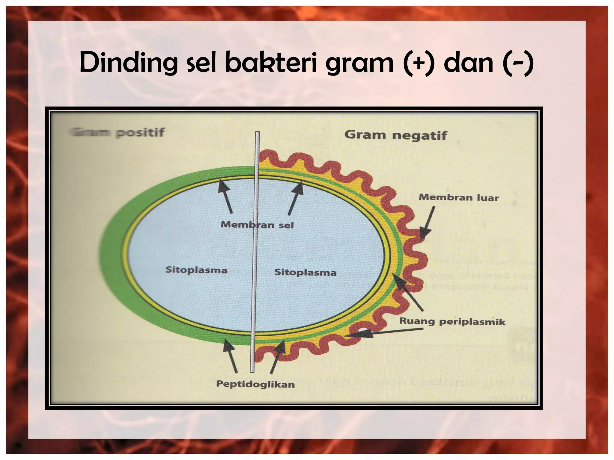 Morfologi bakteri, kapang dan khamir | PDF