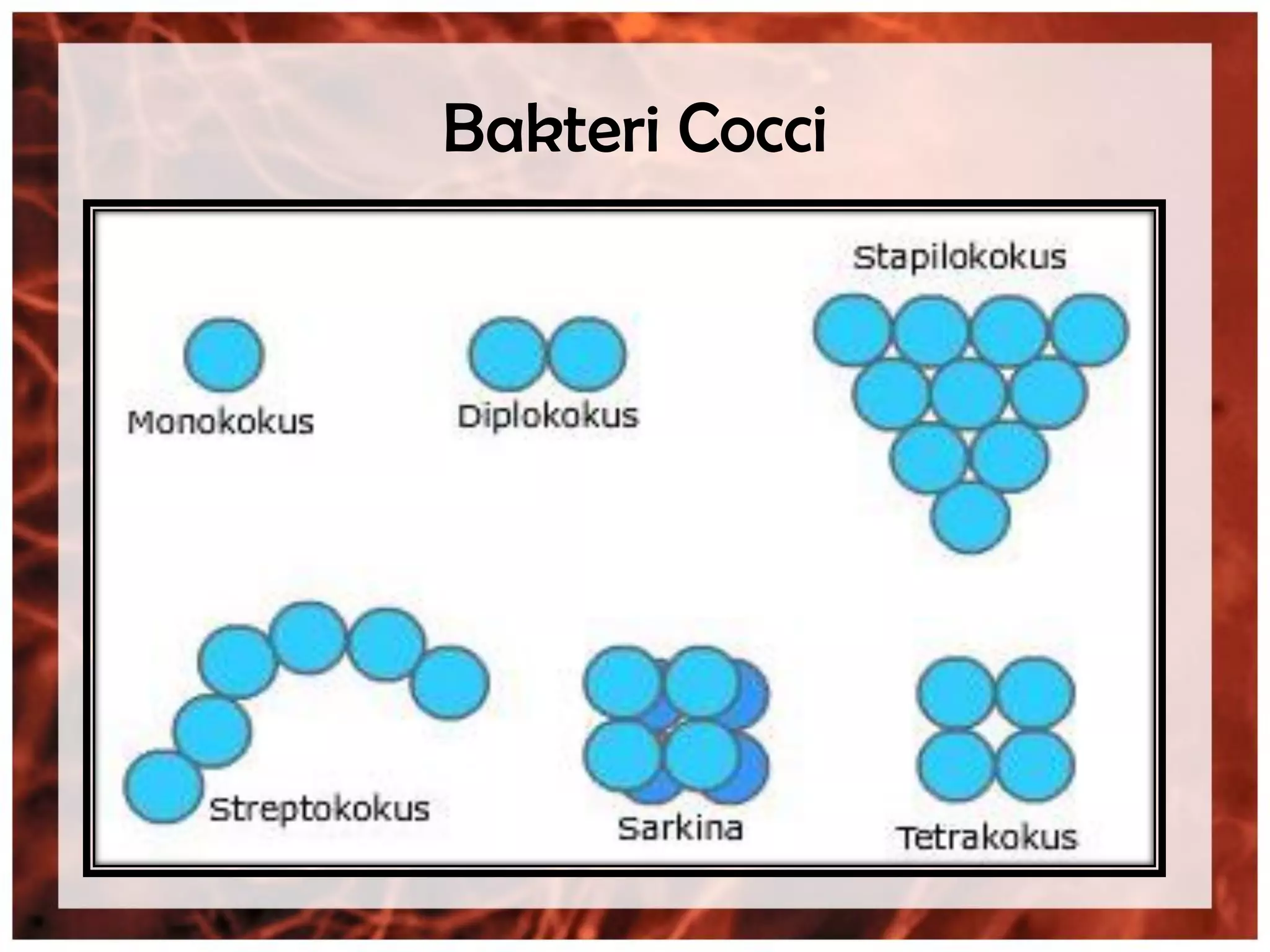 Morfologi bakteri, kapang dan khamir | PDF