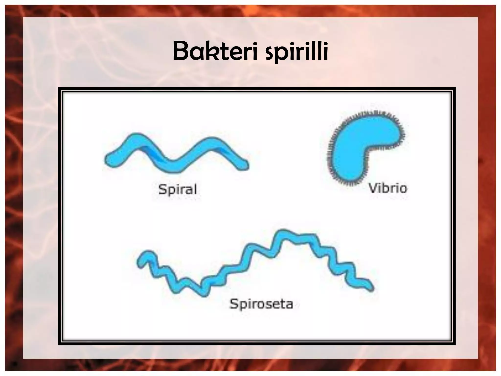 Morfologi bakteri, kapang dan khamir | PDF