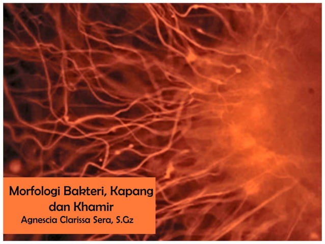 Morfologi bakteri, kapang dan khamir | PDF