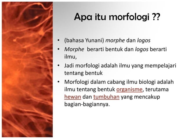 Morfologi bakteri, kapang dan khamir | PDF