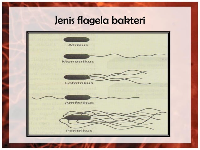 Morfologi bakteri, kapang dan khamir | PDF