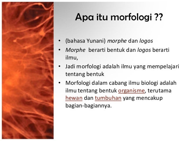 Morfologi bakteri, kapang dan khamir