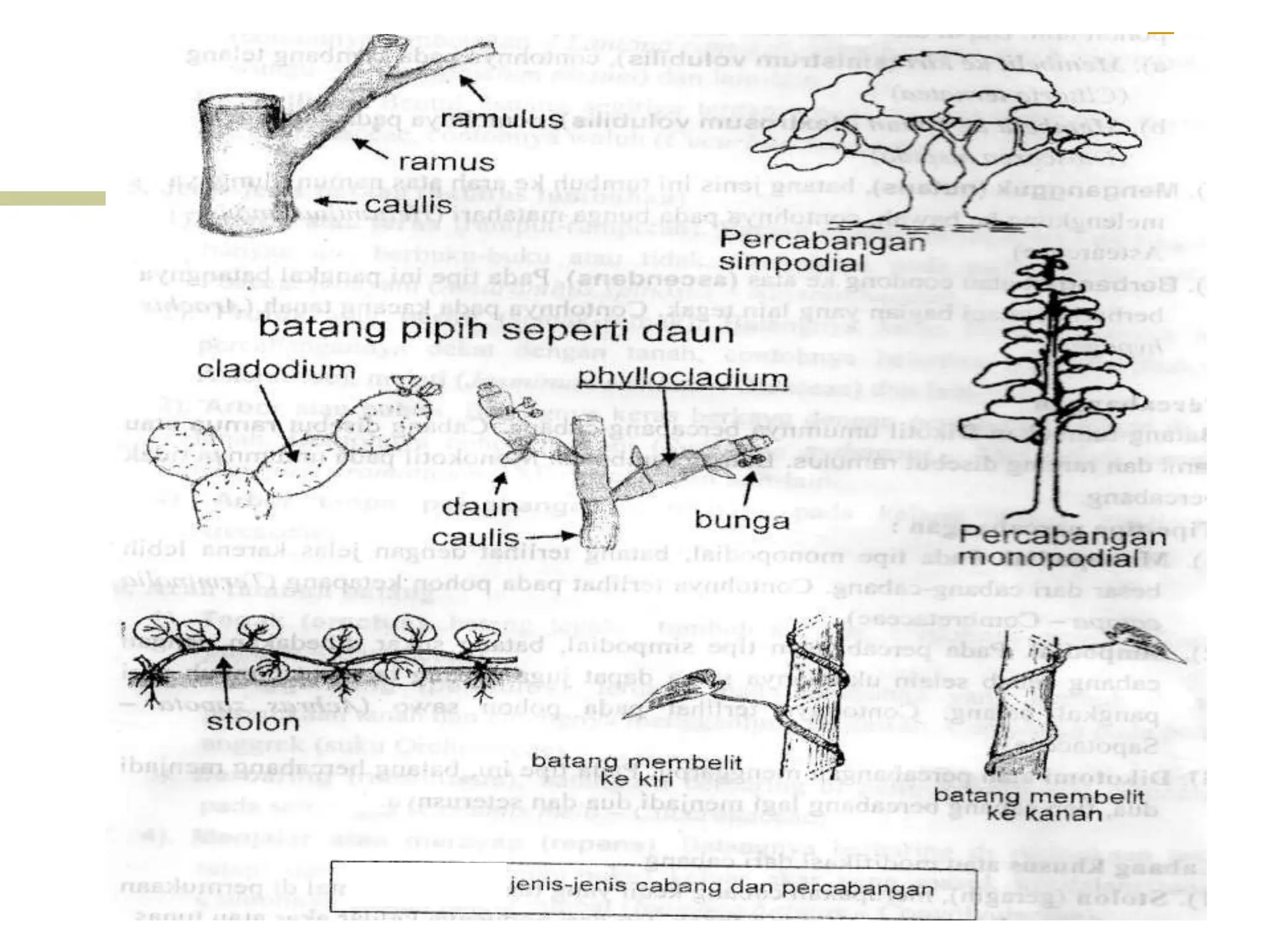 MORFOLOGI BATANG.ppt