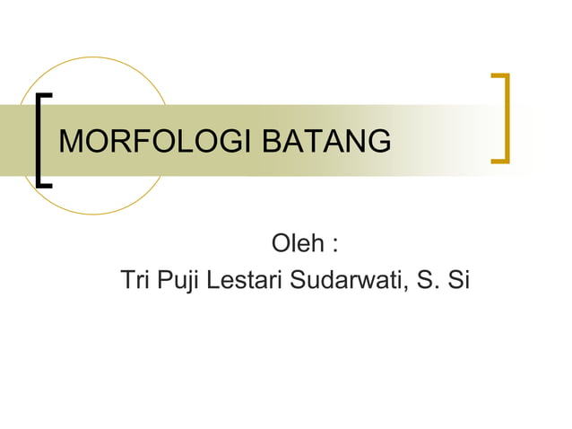MORFOLOGI BATANG.ppt