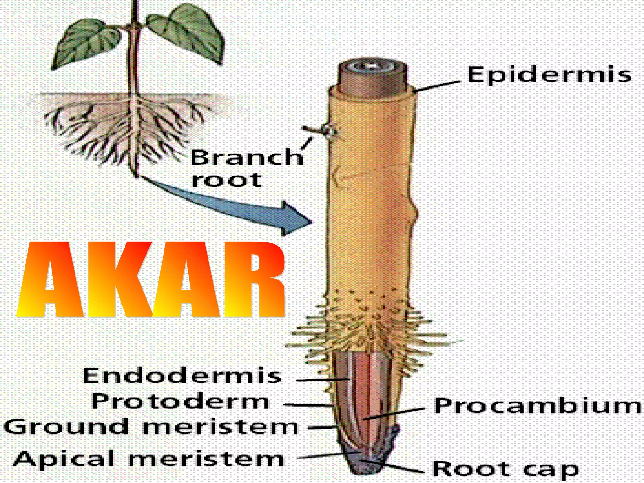 Biologi Tanaman : Morfologi batang,akar,bunga (Unsoed) Smt 1 | PPT