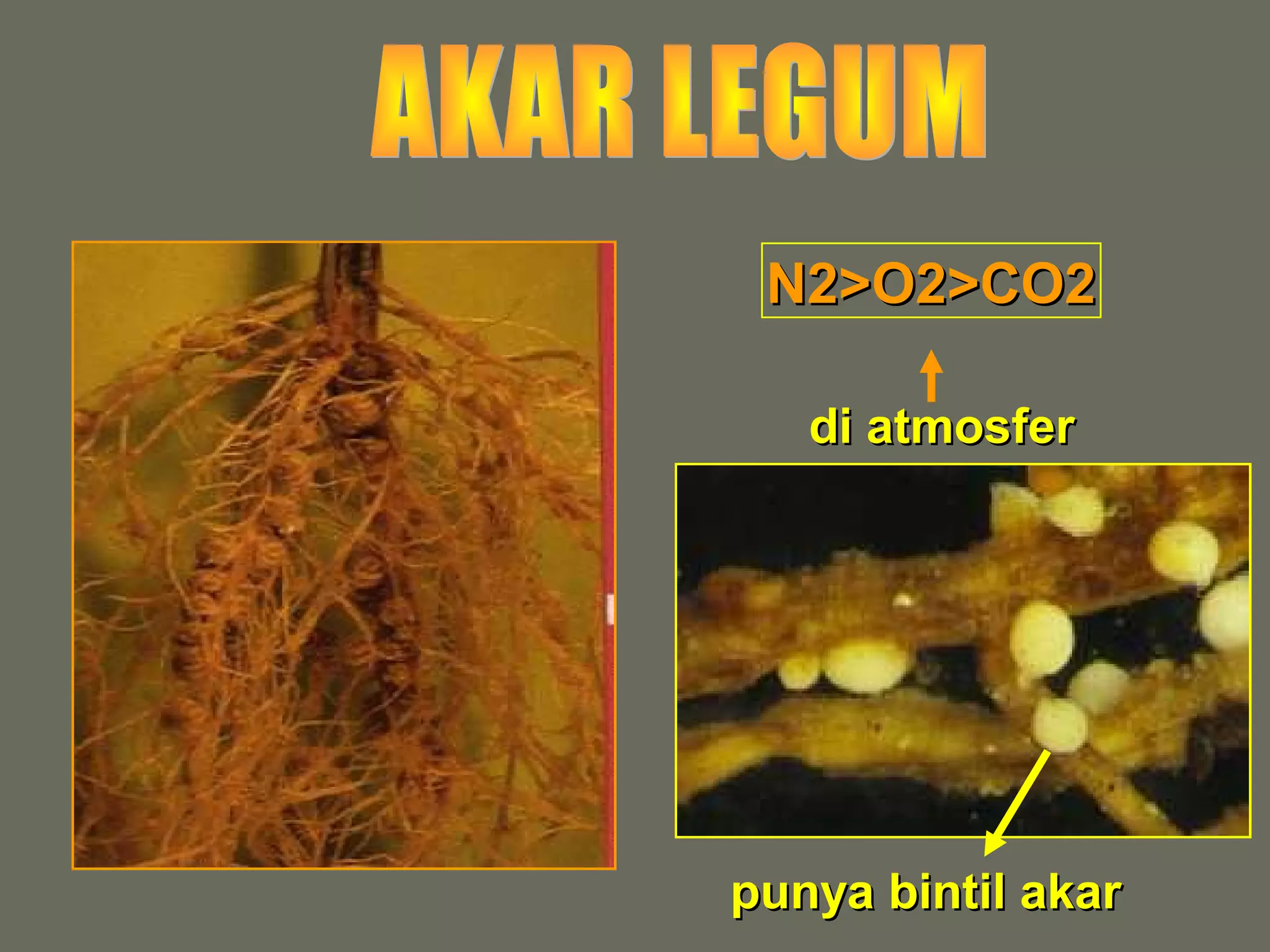 Biologi Tanaman : Morfologi batang,akar,bunga (Unsoed) Smt 1 | PPT