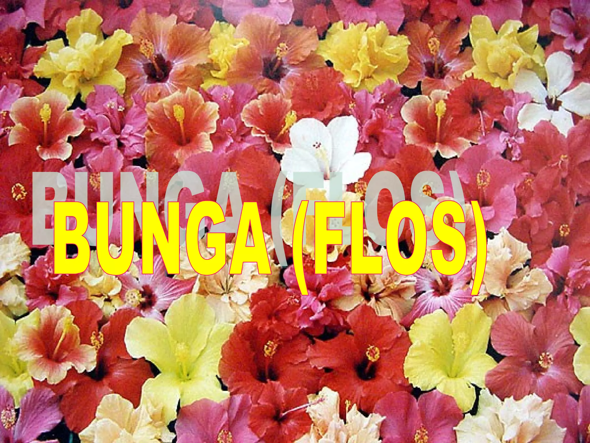 Biologi Tanaman : Morfologi batang,akar,bunga (Unsoed) Smt 1 | PPT