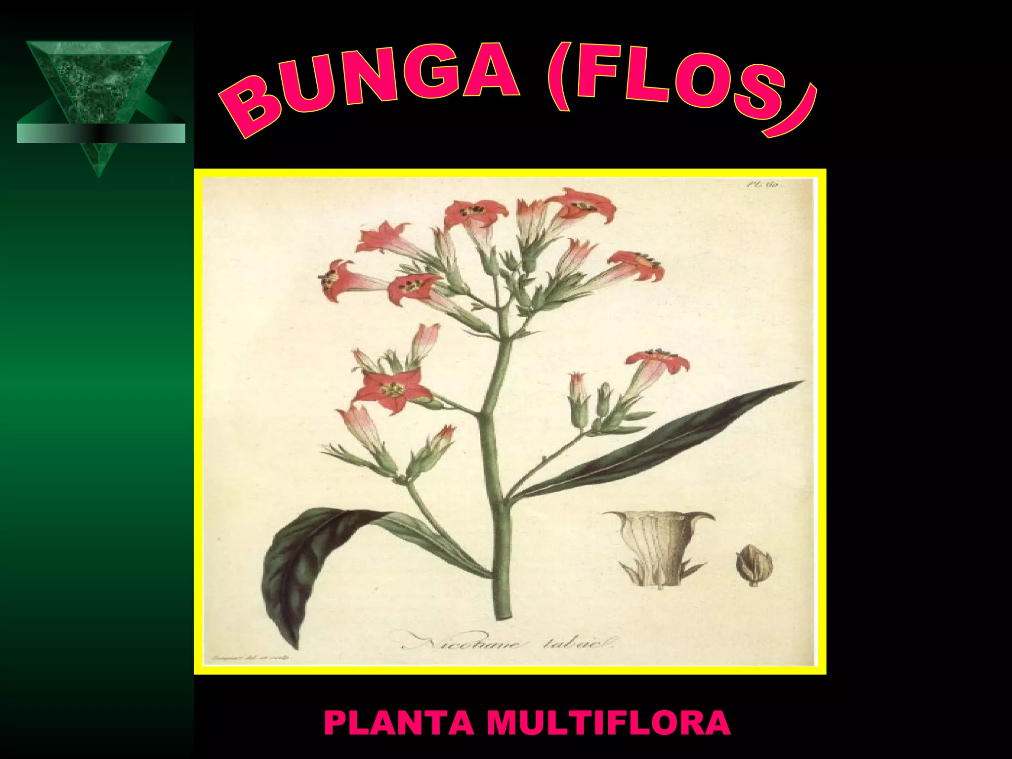 Biologi Tanaman : Morfologi batang,akar,bunga (Unsoed) Smt 1 | PPT