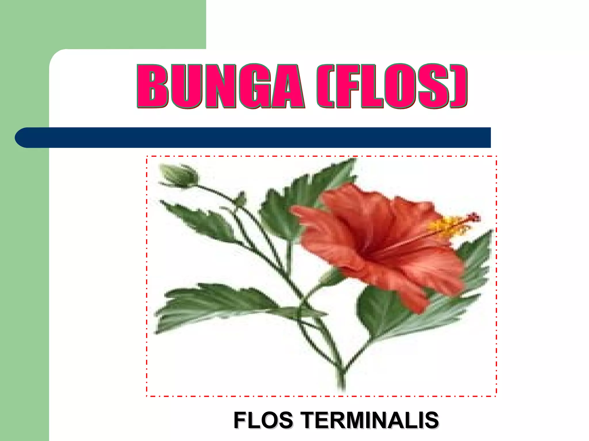 Biologi Tanaman : Morfologi batang,akar,bunga (Unsoed) Smt 1 | PPT