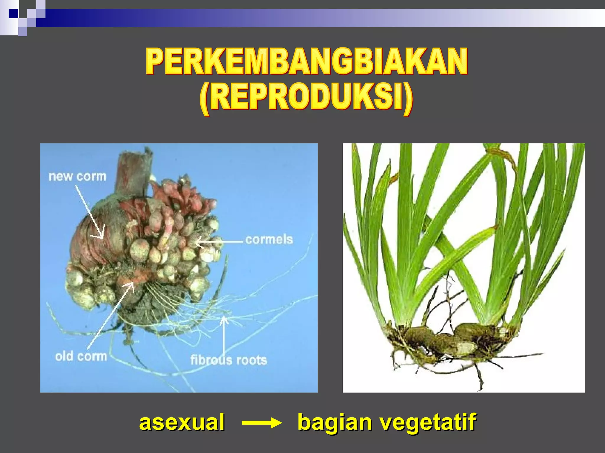 Biologi Tanaman : Morfologi batang,akar,bunga (Unsoed) Smt 1 | PPT