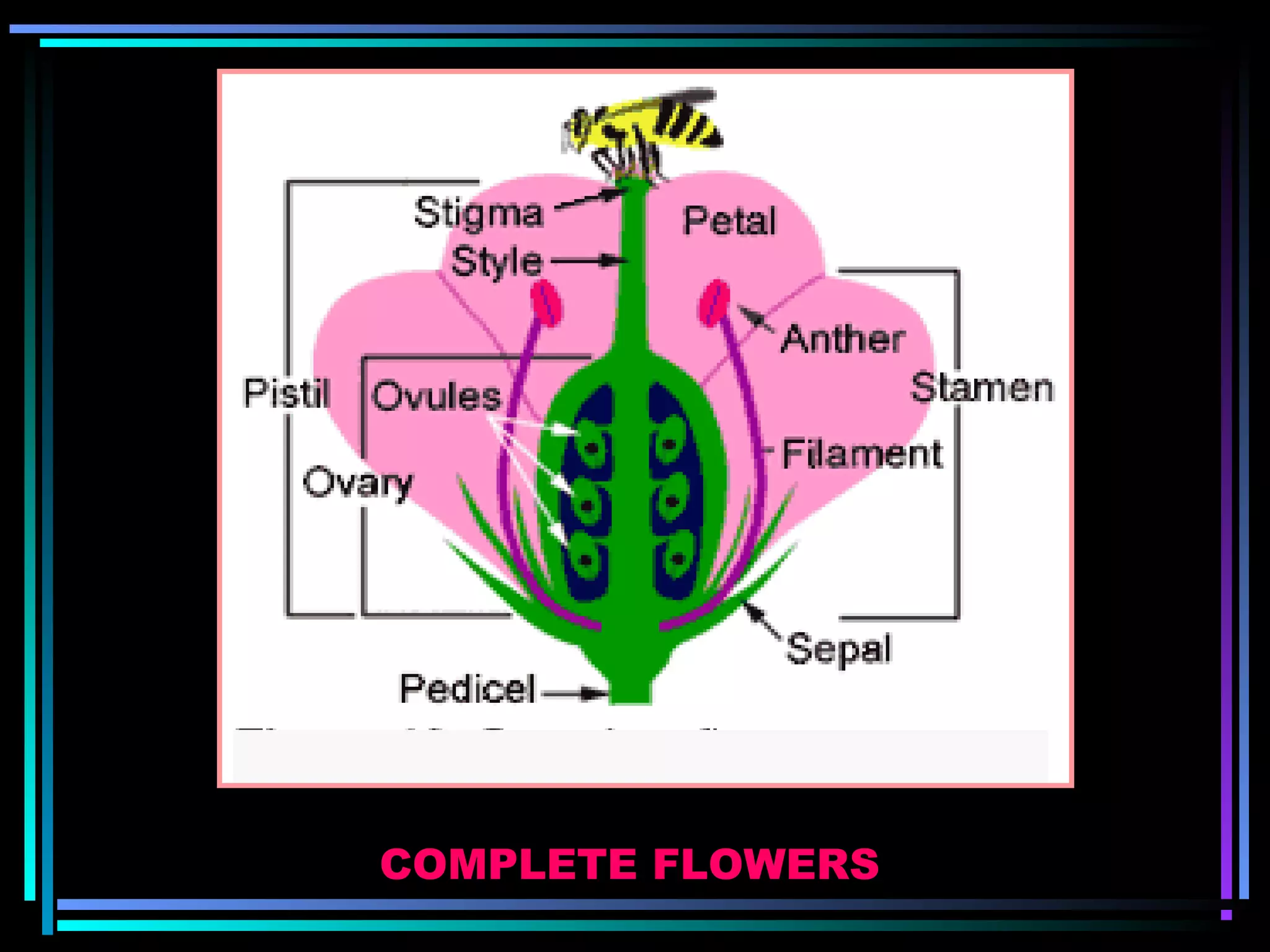 Biologi Tanaman : Morfologi batang,akar,bunga (Unsoed) Smt 1 | PPT