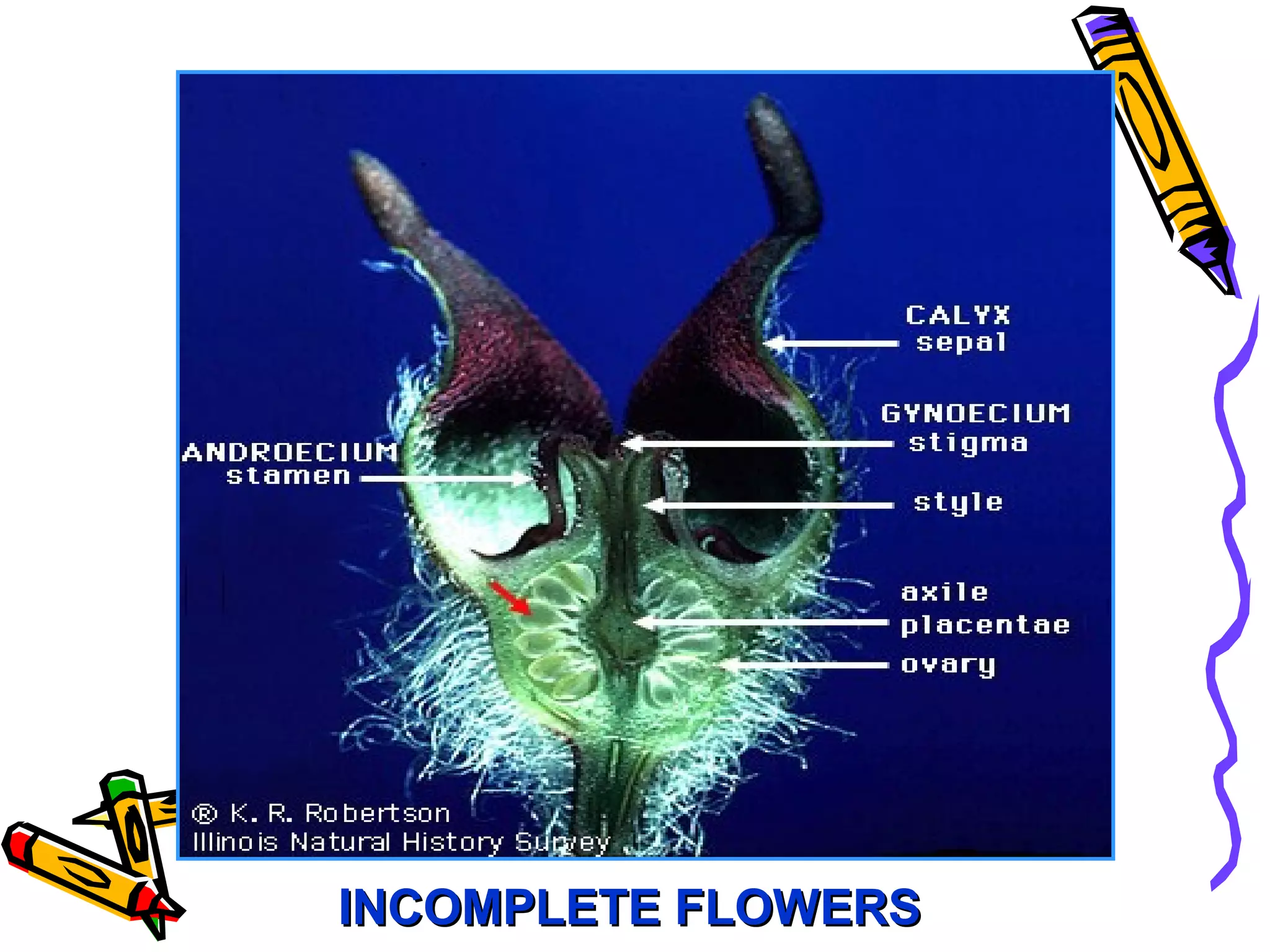 Biologi Tanaman : Morfologi batang,akar,bunga (Unsoed) Smt 1 | PPT
