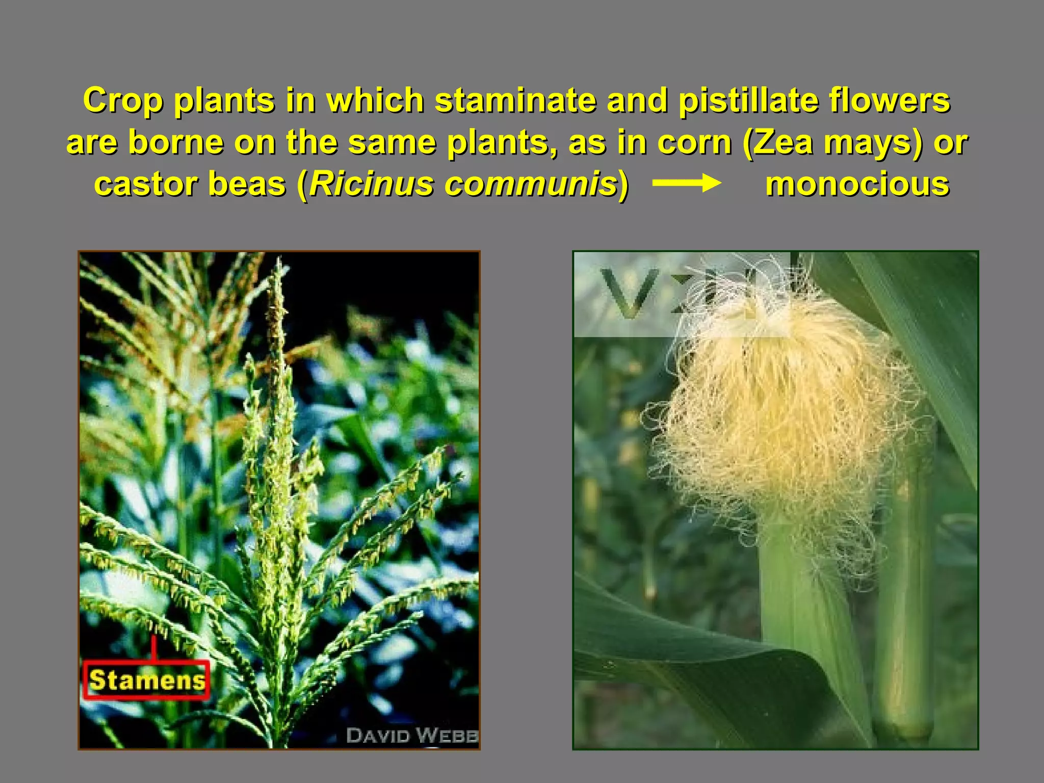 Biologi Tanaman : Morfologi batang,akar,bunga (Unsoed) Smt 1 | PPT