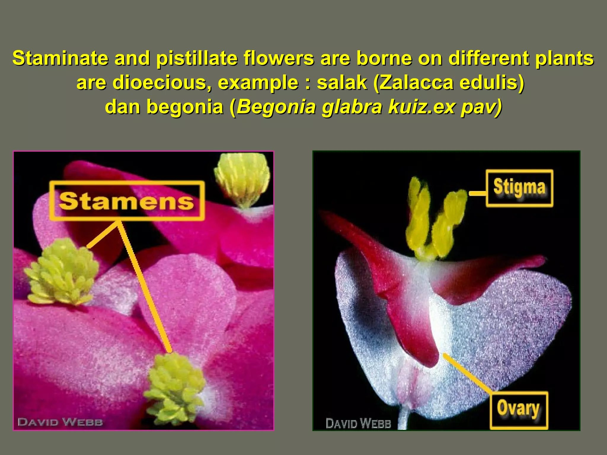 Biologi Tanaman : Morfologi batang,akar,bunga (Unsoed) Smt 1 | PPT
