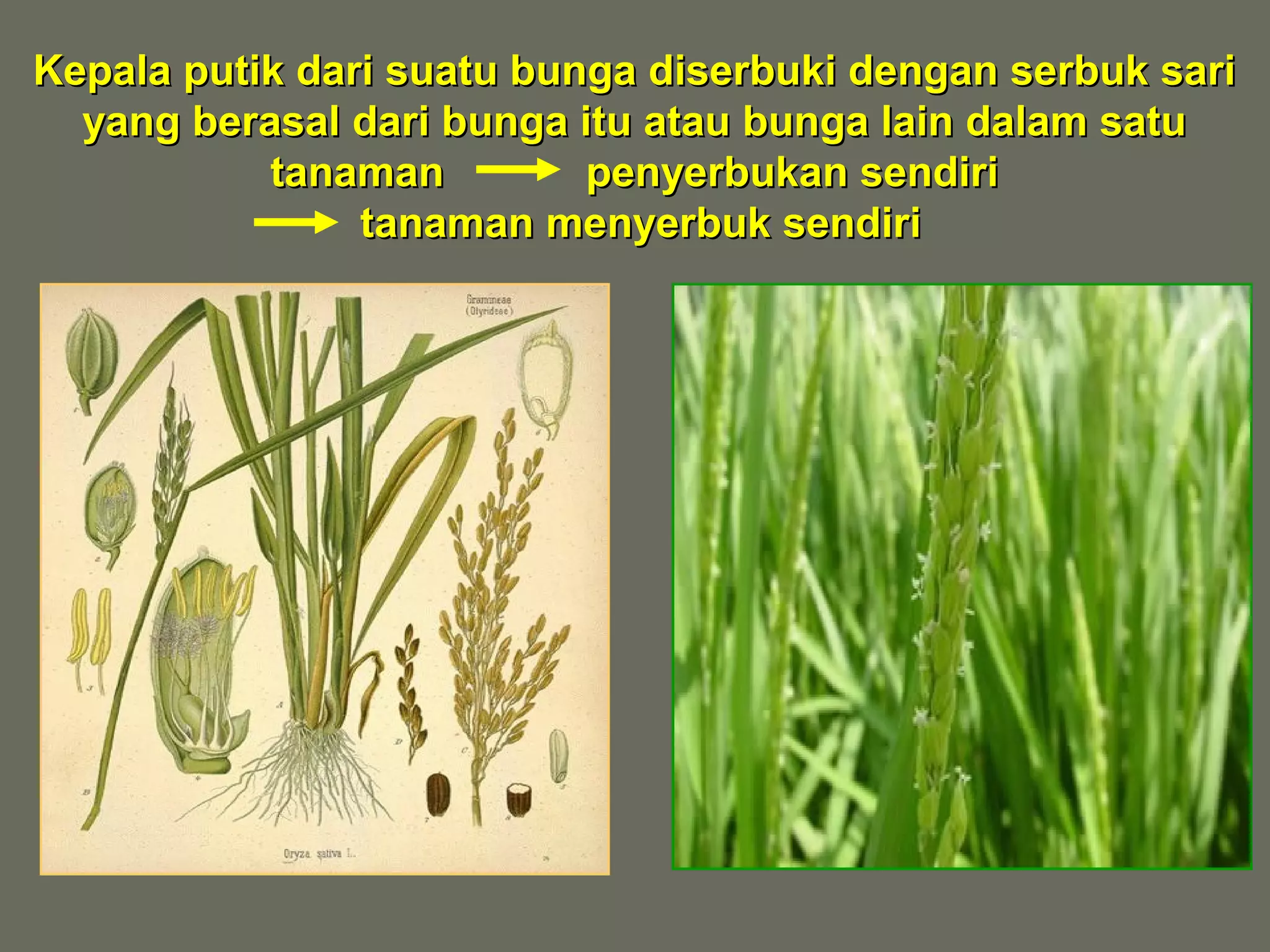 Biologi Tanaman : Morfologi batang,akar,bunga (Unsoed) Smt 1 | PPT