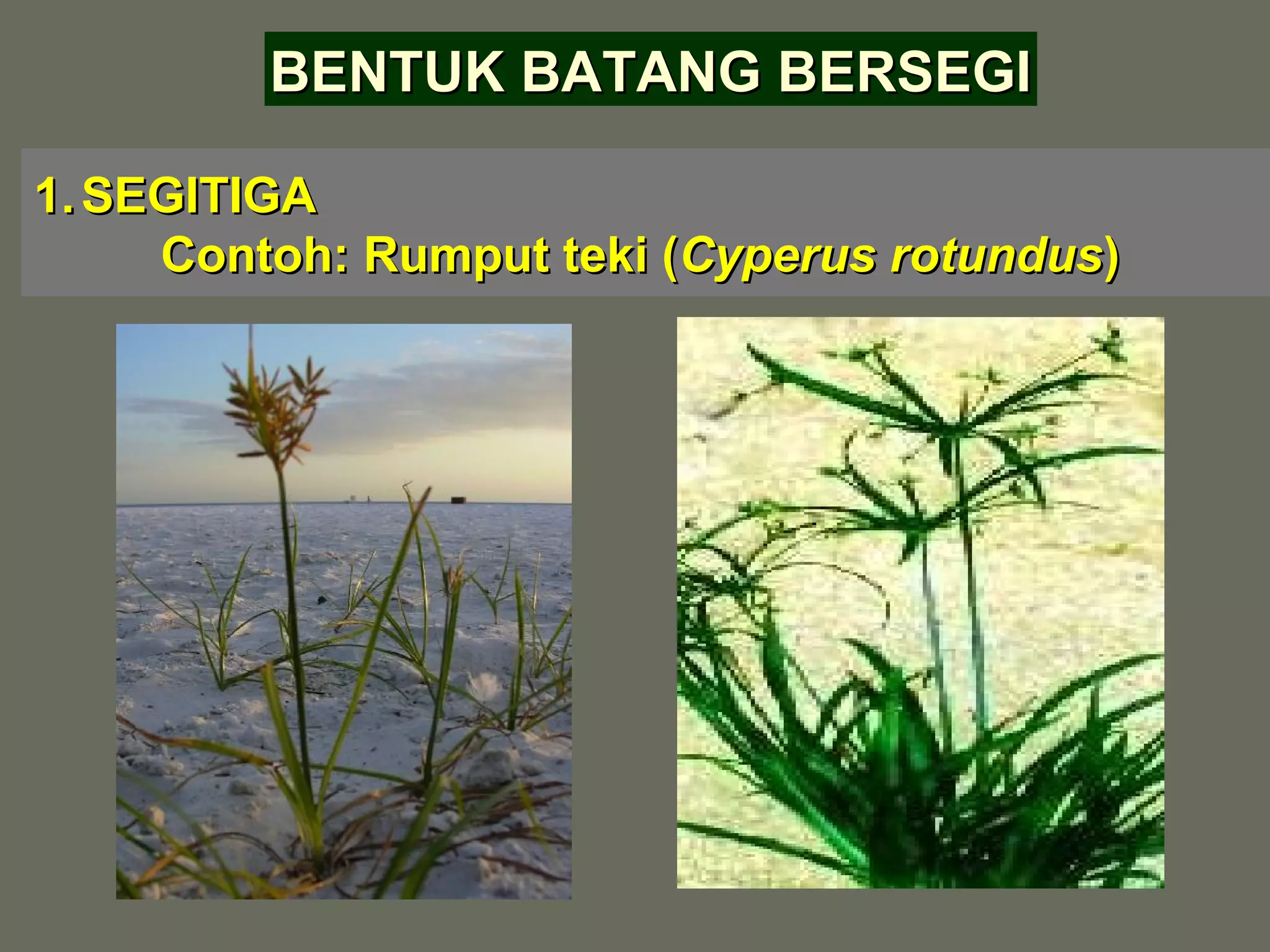 Biologi Tanaman : Morfologi batang,akar,bunga (Unsoed) Smt 1 | PPT