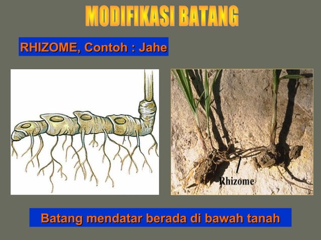 Biologi Tanaman : Morfologi batang,akar,bunga (Unsoed) Smt 1 | PPT