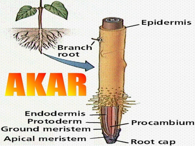 Biologi Tanaman : Morfologi batang,akar,bunga (Unsoed) Smt 1 | PPT