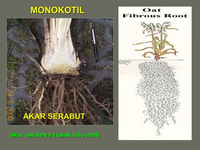 Biologi Tanaman : Morfologi batang,akar,bunga (Unsoed) Smt 1 | PPT