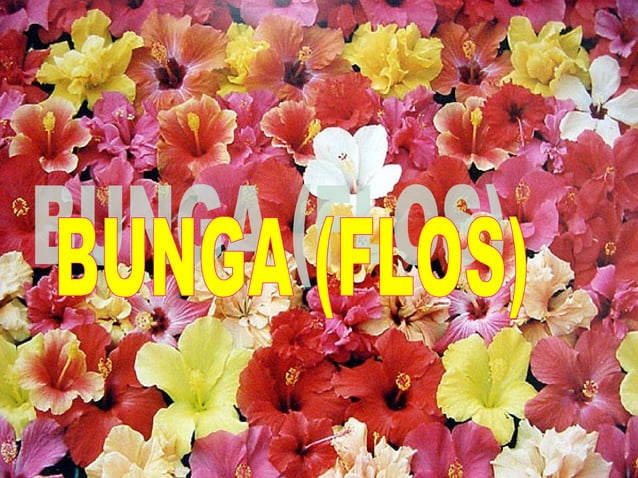 Biologi Tanaman : Morfologi batang,akar,bunga (Unsoed) Smt 1 | PPT