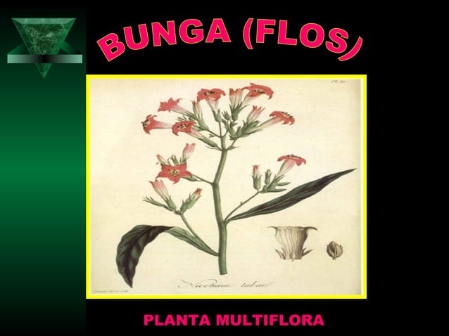 Biologi Tanaman : Morfologi batang,akar,bunga (Unsoed) Smt 1 | PPT