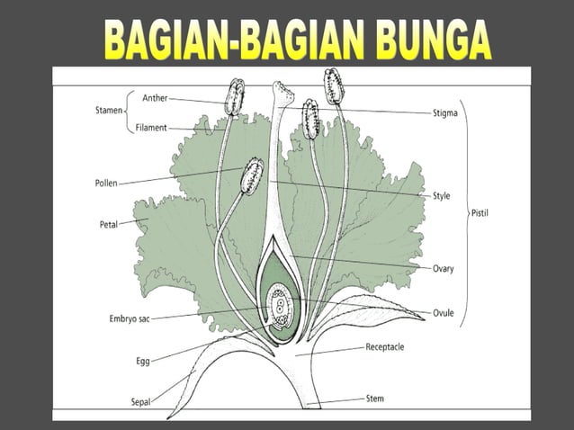 Biologi Tanaman : Morfologi batang,akar,bunga (Unsoed) Smt 1 | PPT