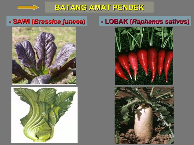 Biologi Tanaman : Morfologi batang,akar,bunga (Unsoed) Smt 1 | PPT