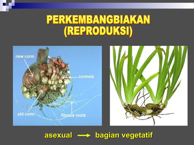 Biologi Tanaman : Morfologi batang,akar,bunga (Unsoed) Smt 1 | PPT