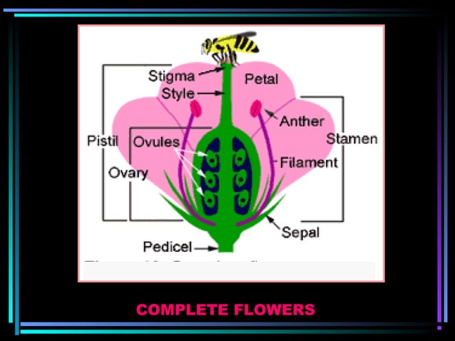 Biologi Tanaman : Morfologi batang,akar,bunga (Unsoed) Smt 1 | PPT