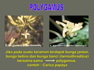 Biologi Tanaman : Morfologi batang,akar,bunga (Unsoed) Smt 1 | PPT