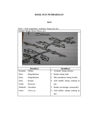 MORFOLOGI BATANG DAN AKAR.docx