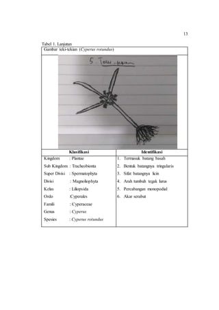 MORFOLOGI BATANG DAN AKAR.docx